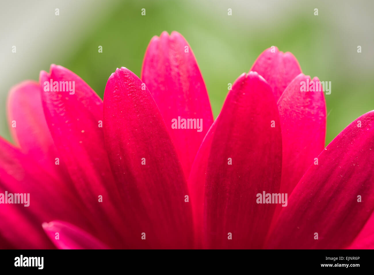 Head inside flower hi-res stock photography and images - Alamy