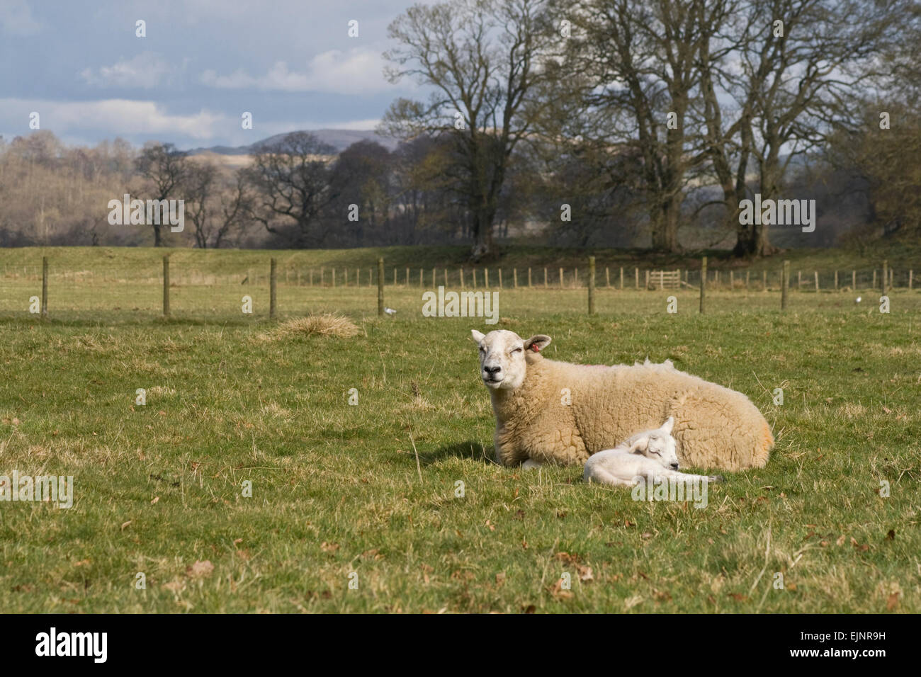 Sleeping lamb hi-res stock photography and images - Alamy