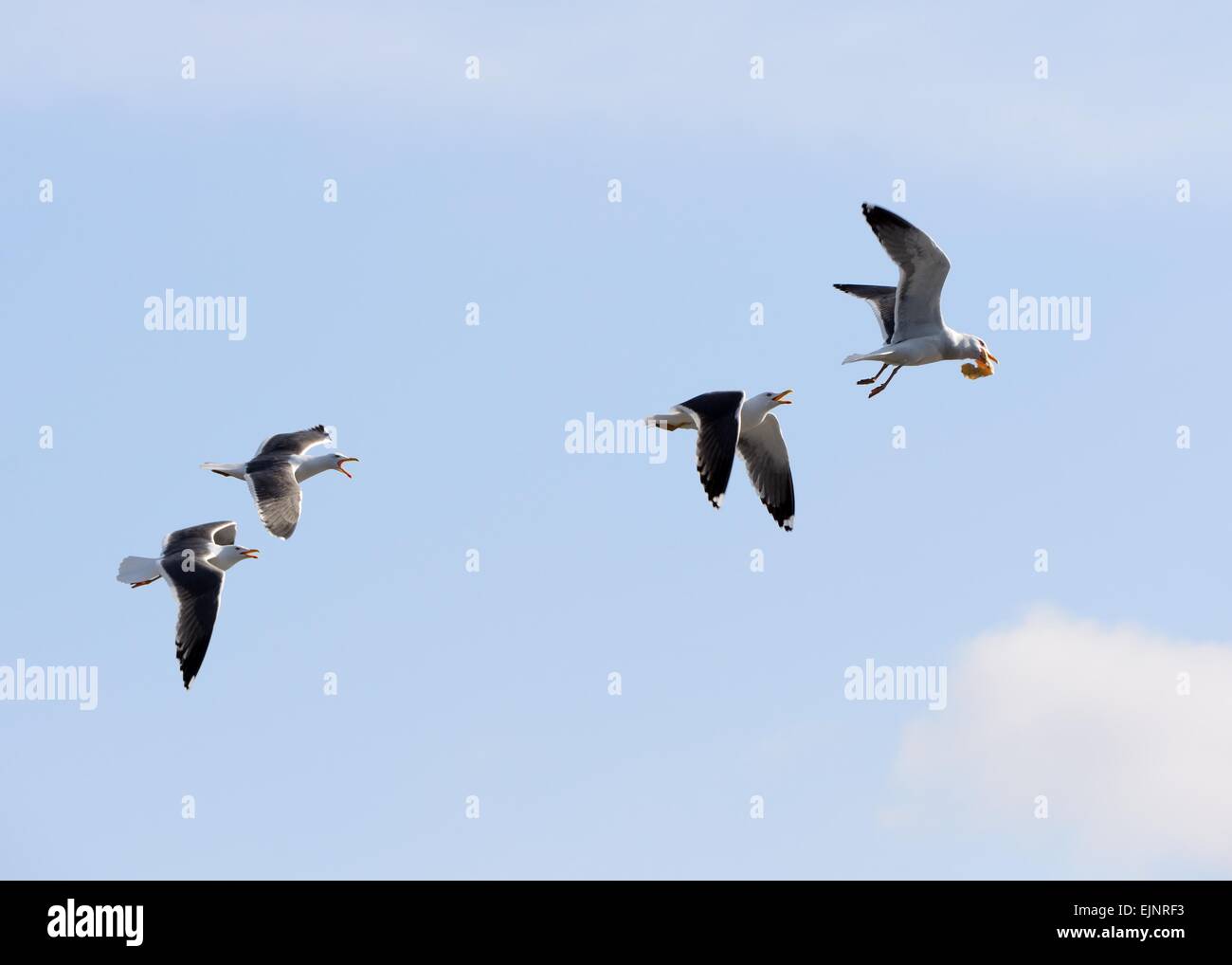 Gull scavenging chasing food seagull hi-res stock photography and ...