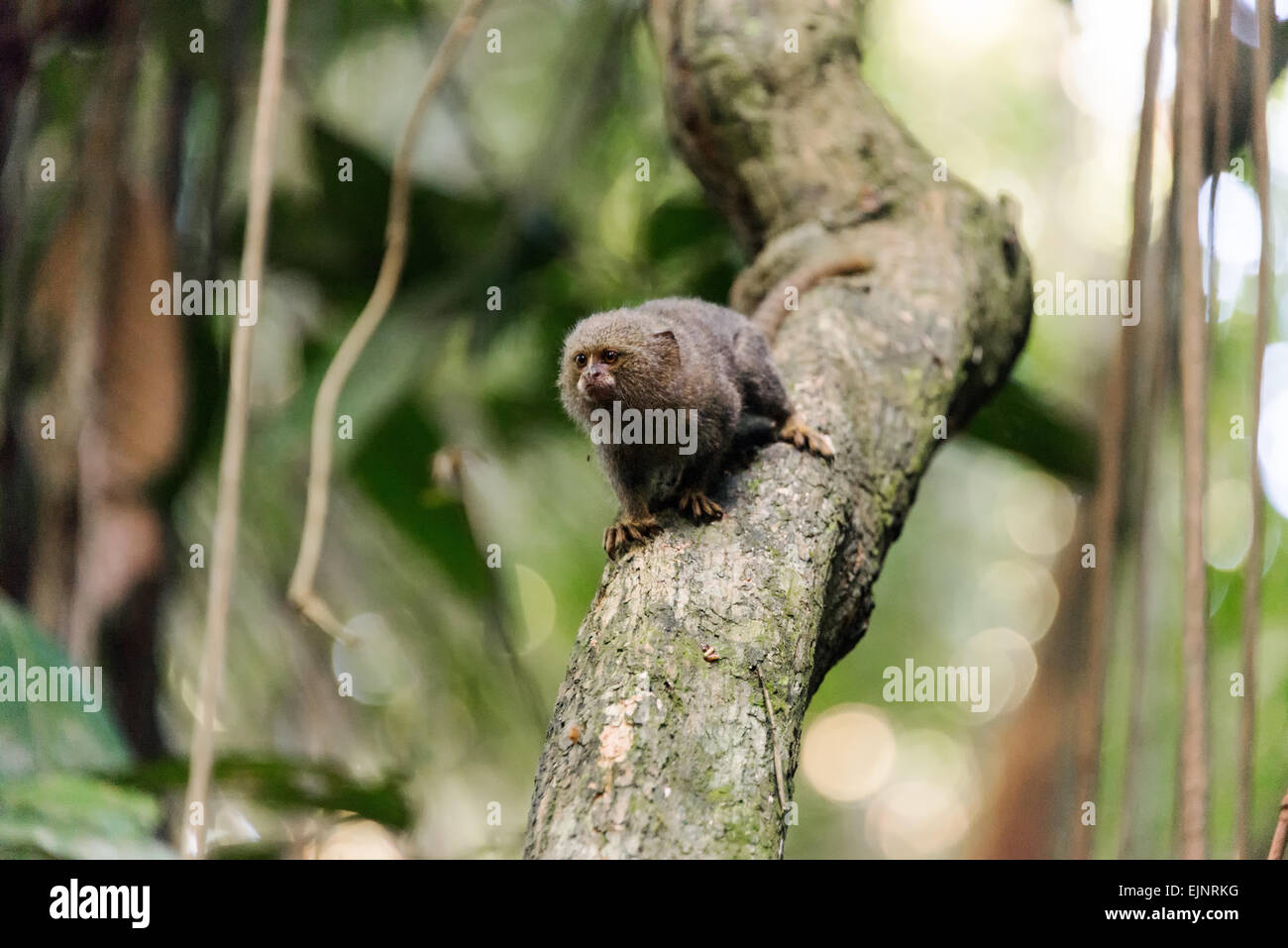 Pygmy monkey, the smallest monkey in the world, in the Amazon ...