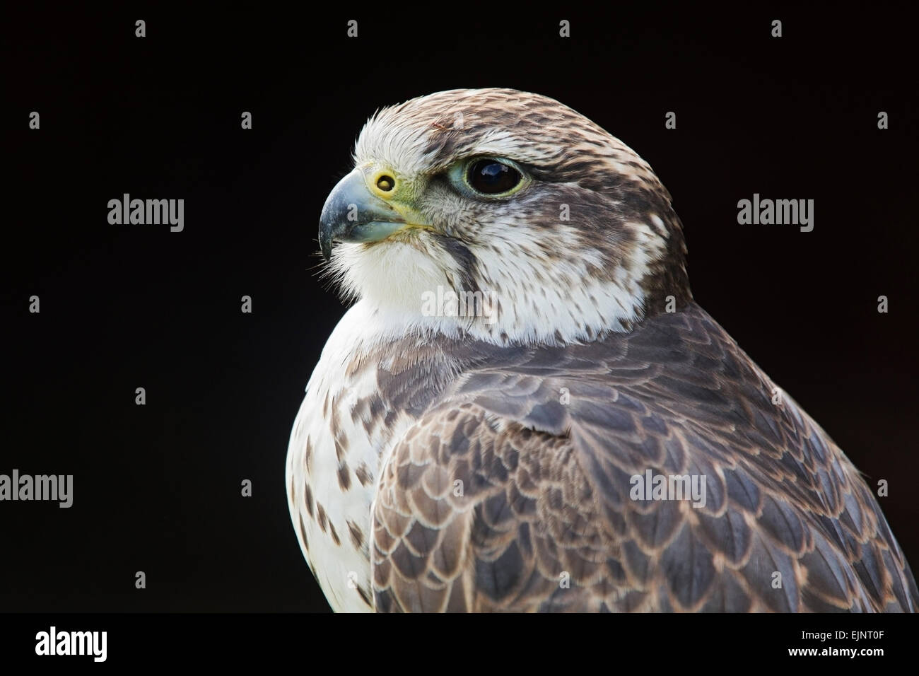 Lanner Falcon (Falco biarmicus) showing detail of head and beak, United ...
