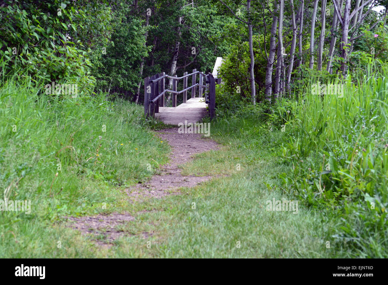 An old bridge that spans a dried up and grown over lake in Elk Island ...