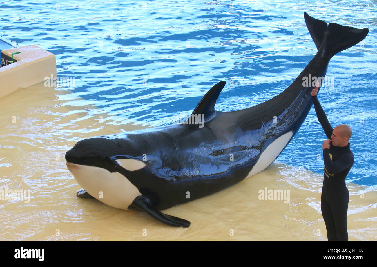 Orca whale at Tenerife's Loro Parque's Orca Show coming on the shore ...