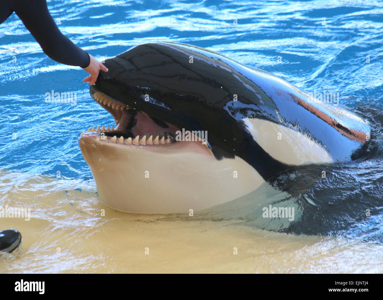 Orca whale at Tenerife's Loro Parque's Orca Show with his trainer Stock ...