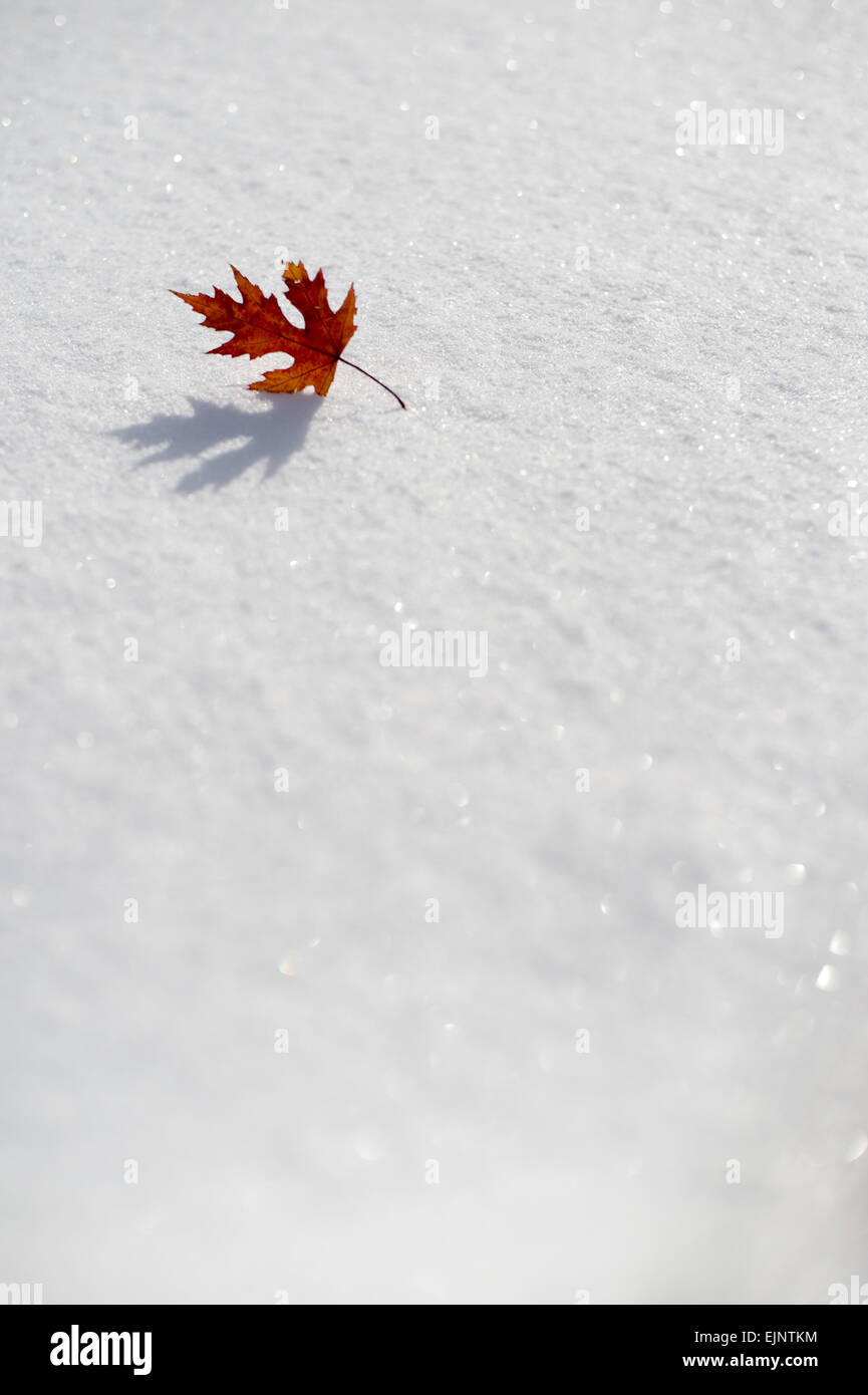 The last leaf to leave the tree hi-res stock photography and images - Alamy