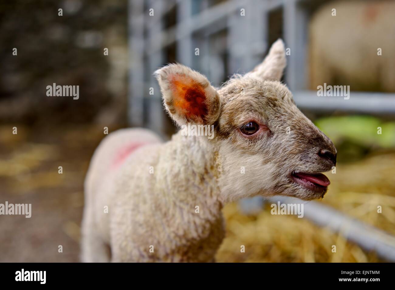 A young lamb rendered sharply bleating for her mother in a mothering up ...
