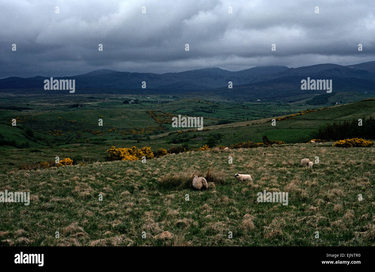 Sheep in the Blue Stack Mountains, Donegal, Ireland Stock Photo - Alamy