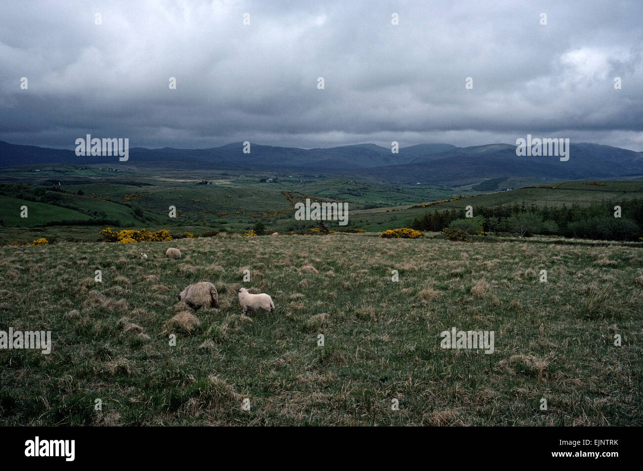 Sheep in the Blue Stack Mountains, Donegal, Ireland Stock Photo - Alamy