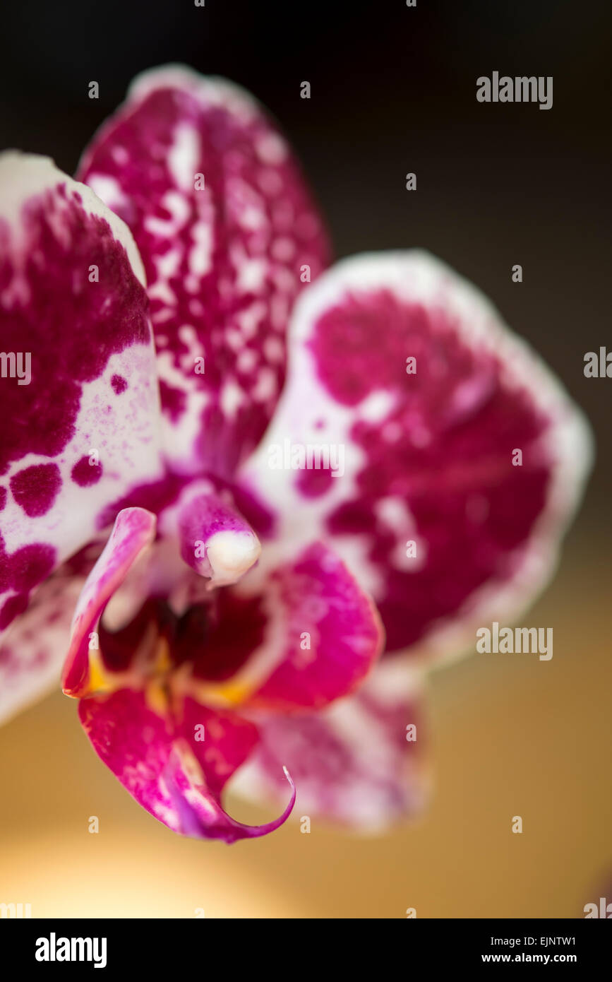 Colour markings on petals hi-res stock photography and images - Alamy