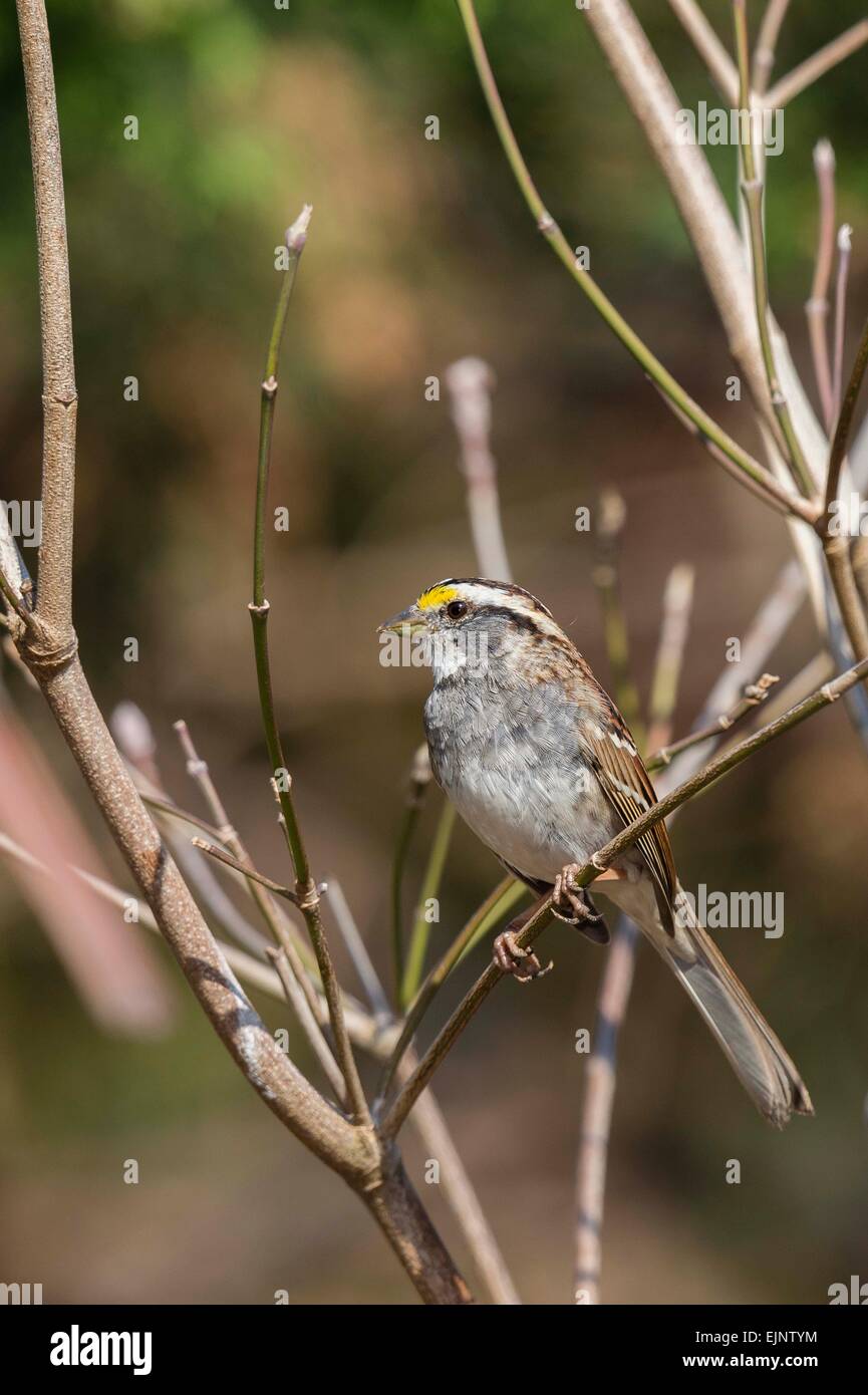 Migrating sparrow hi-res stock photography and images - Alamy