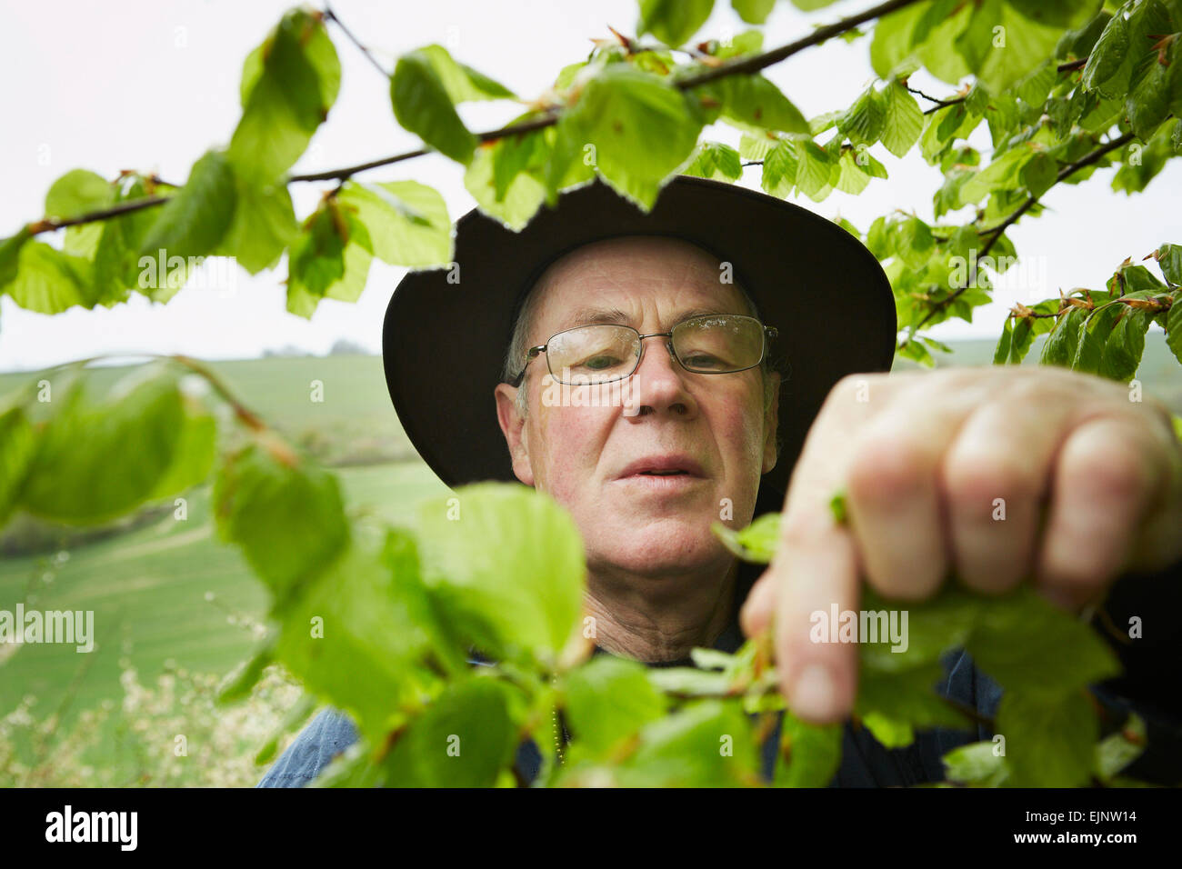 A forager with a basket reaching up to pick leaves from a tree Stock ...