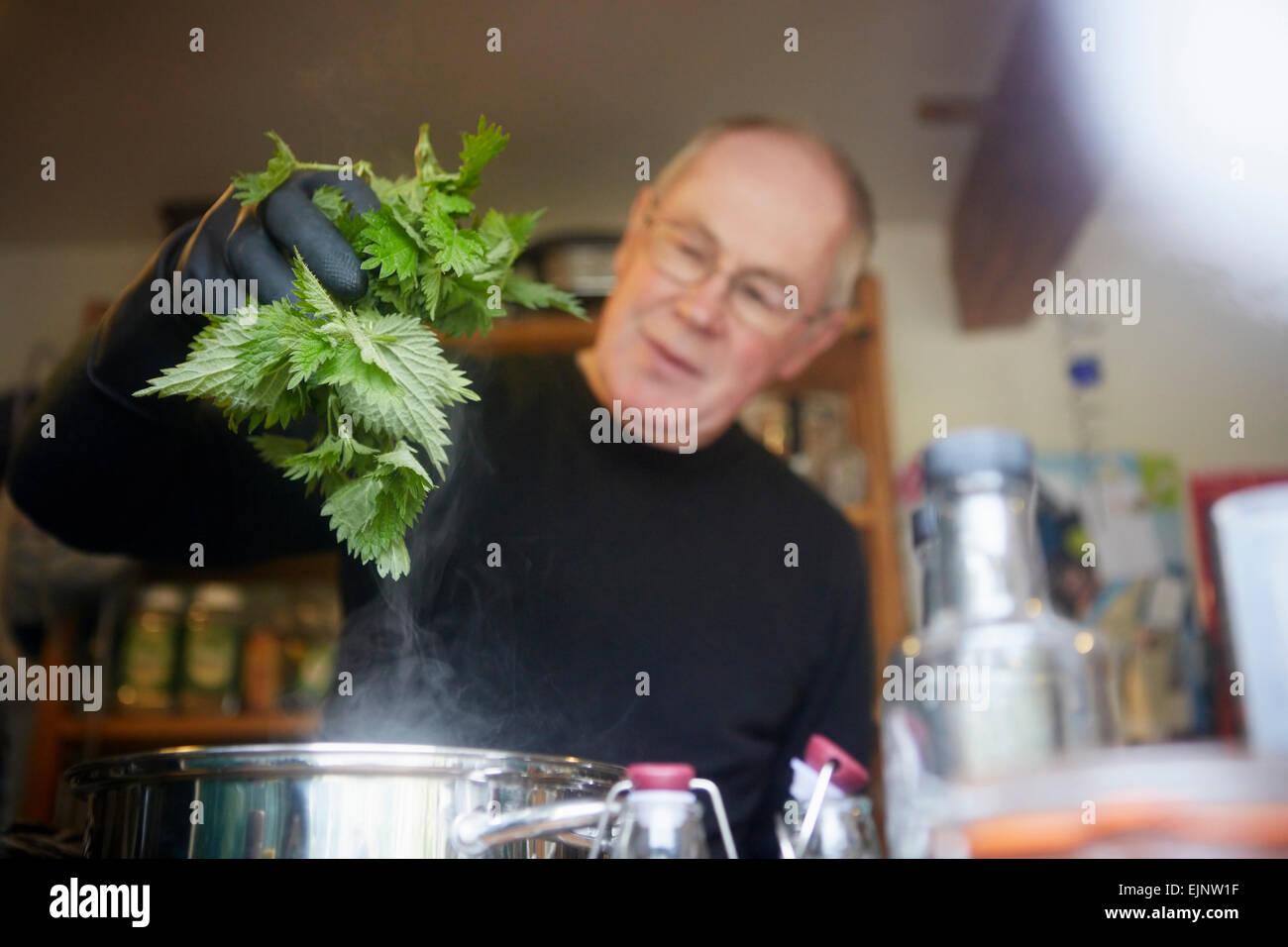 A man holding fresh foraged nettles with a gloved hand, blanching them ...