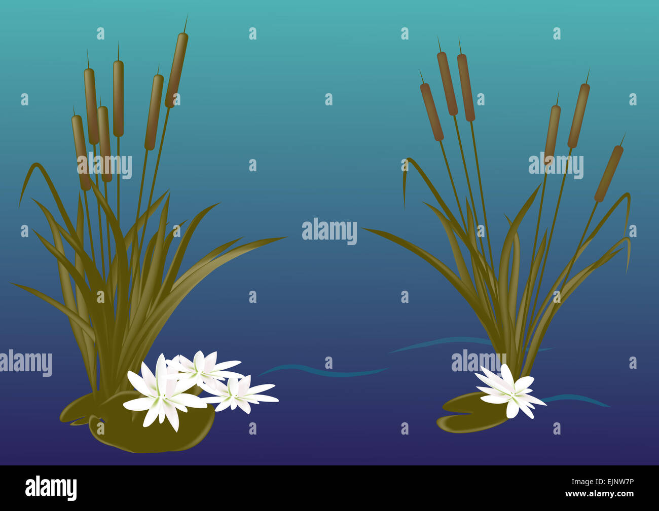 White water lilies, reeds ,water, fog, night Stock Photo - Alamy