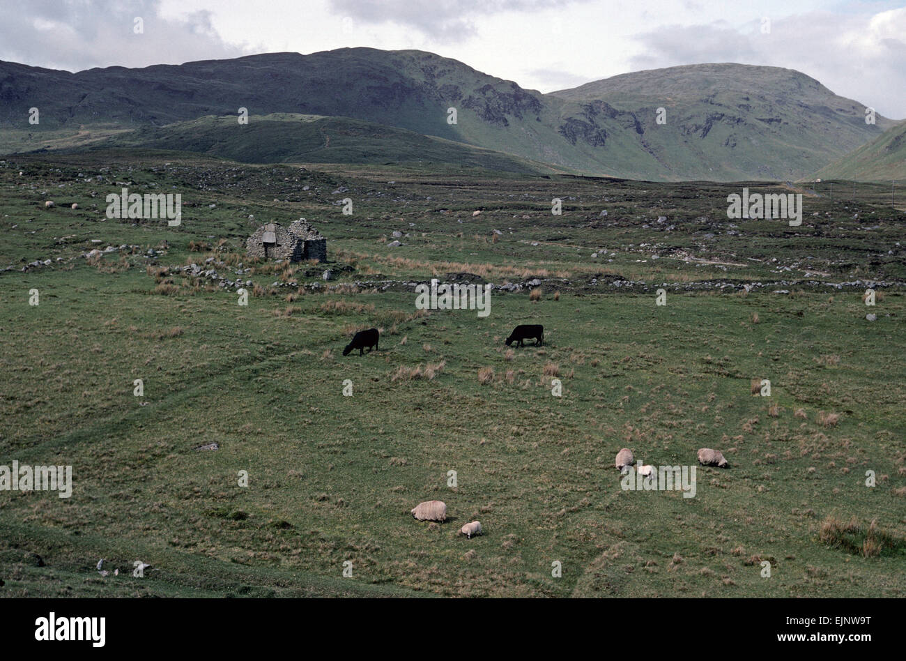 Cattle and sheep grazing amongst abandoned cottage in the Blue Stack ...