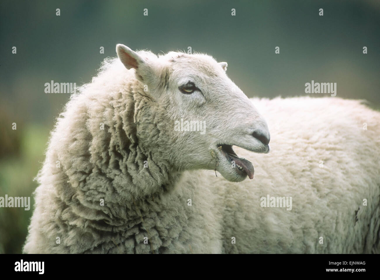 Sheep mouth hi-res stock photography and images - Alamy
