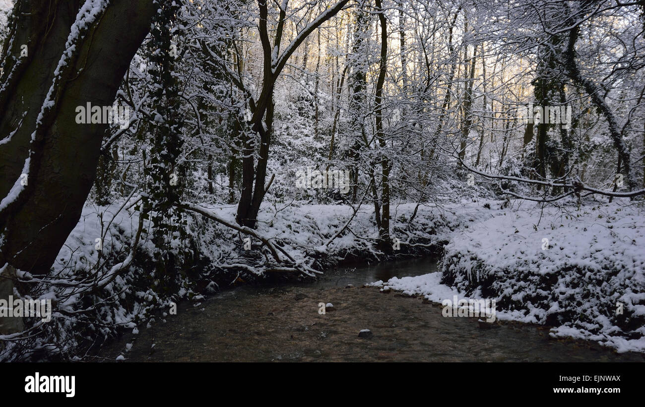 Winter in Castle Eden Dene County Durham Stock Photo - Alamy