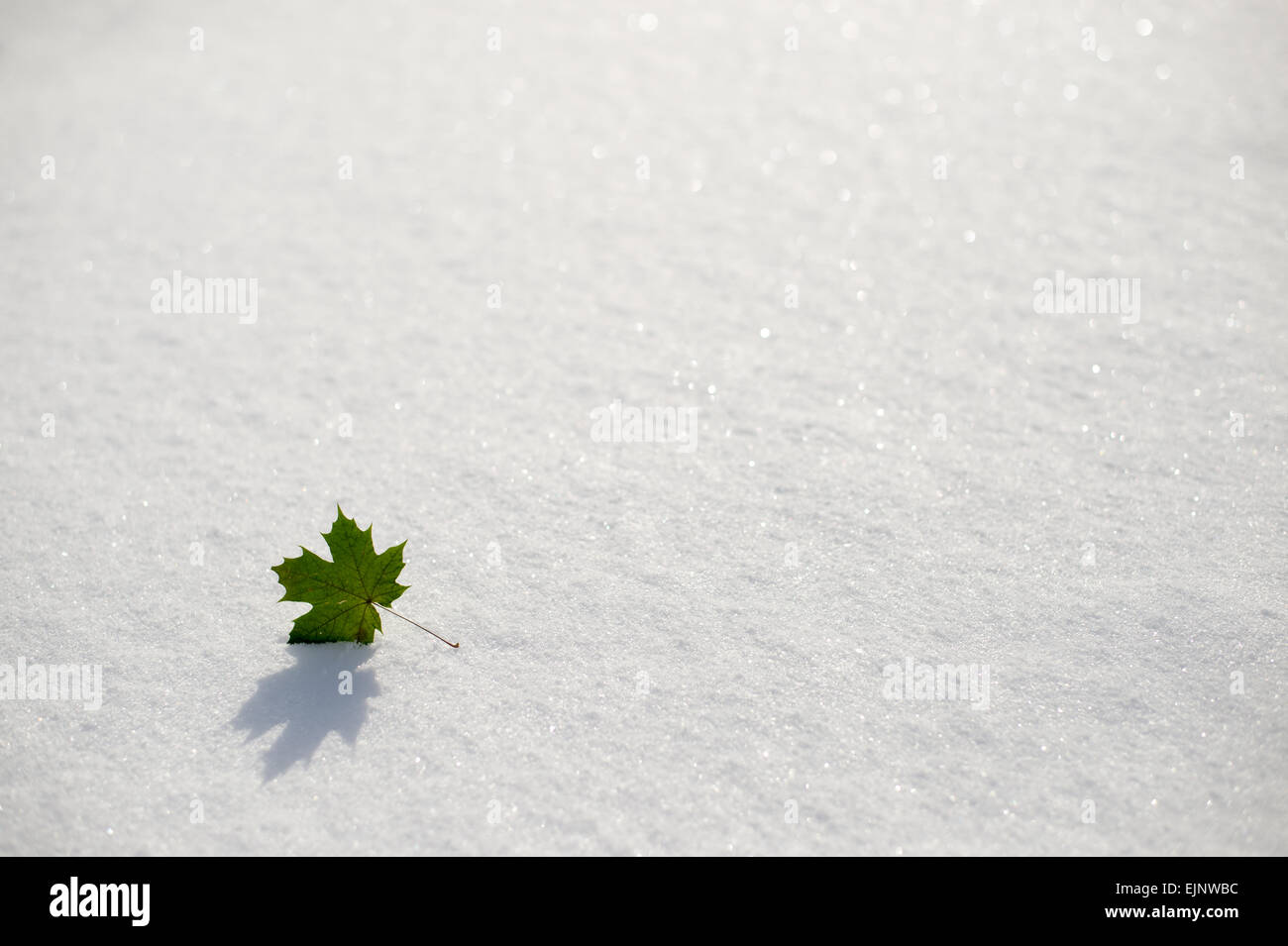 The last leaf to leave the tree hi-res stock photography and images - Alamy