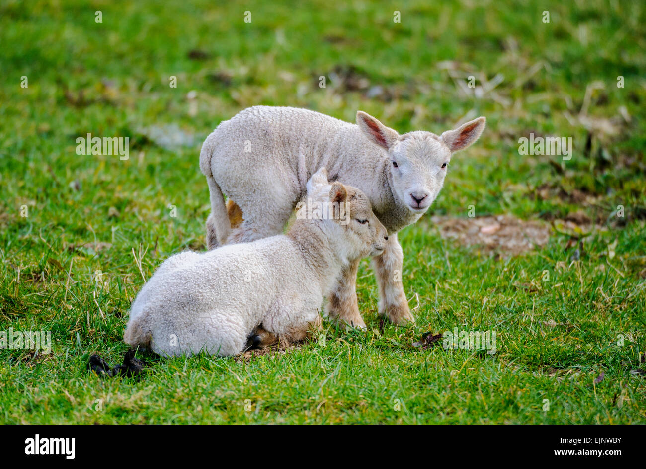 Young lambs in springtime Stock Photo - Alamy