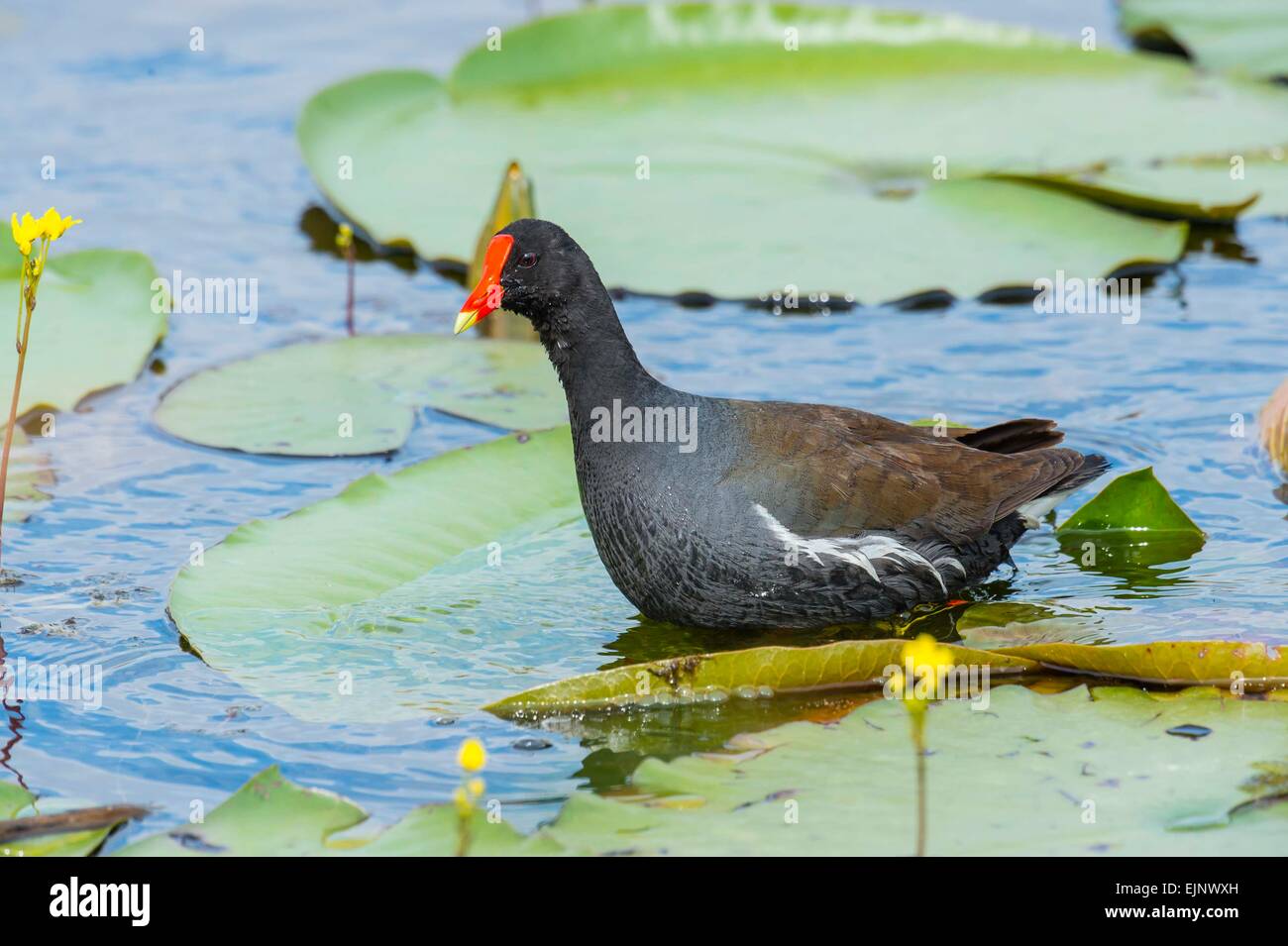 Gallinule hi-res stock photography and images - Alamy