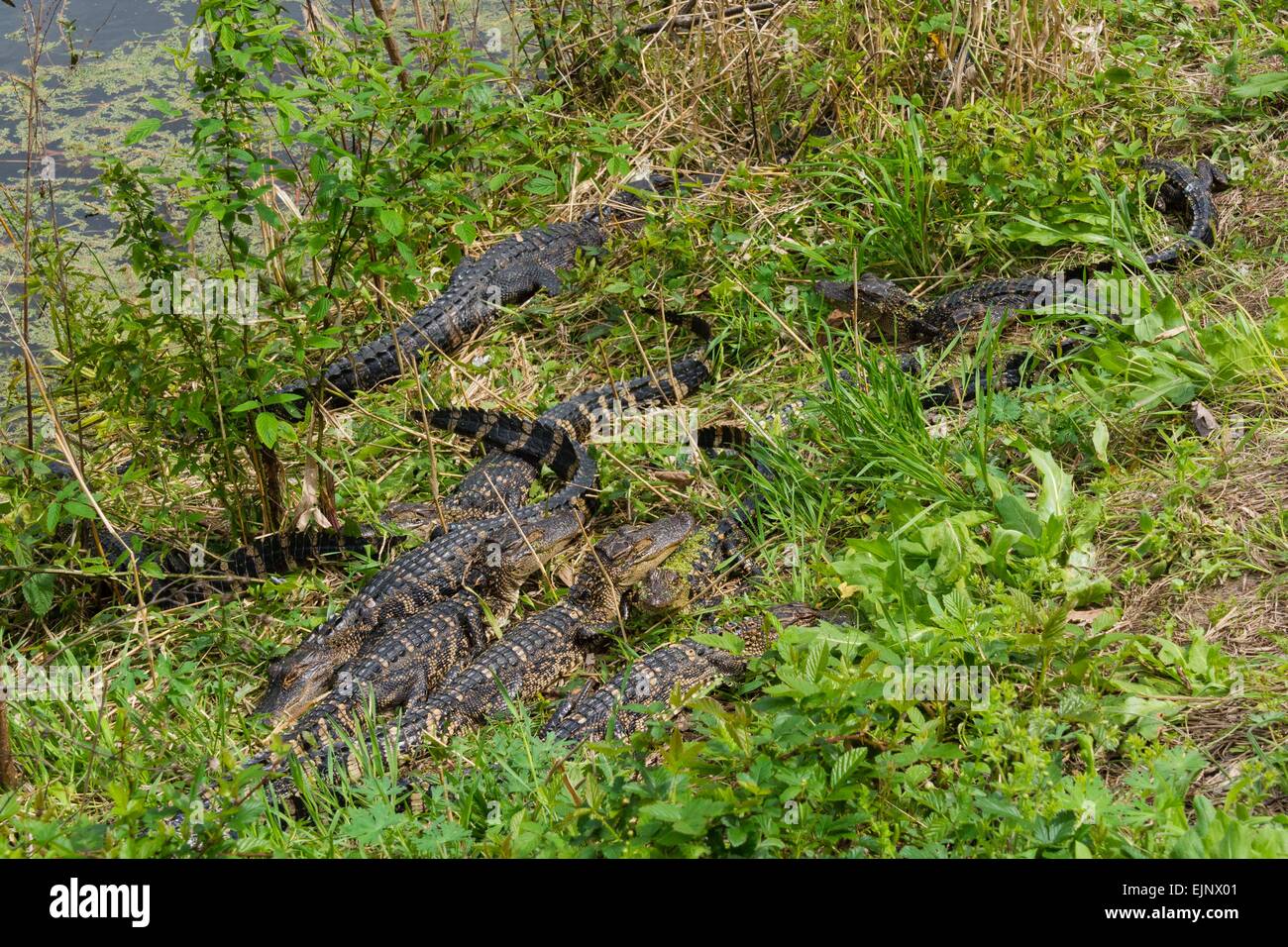 Baby alligators hi-res stock photography and images - Alamy