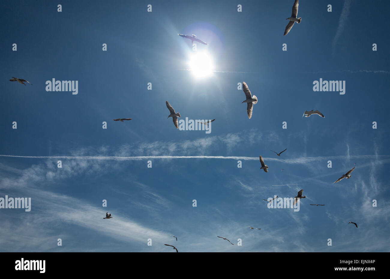 Gull and sun hi-res stock photography and images - Alamy