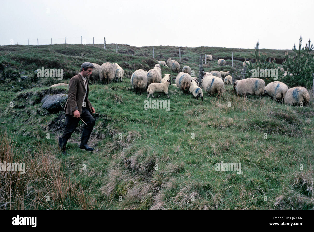 Blue Stack Mountains farmer tending to his sheep, Donegal, Ireland ...