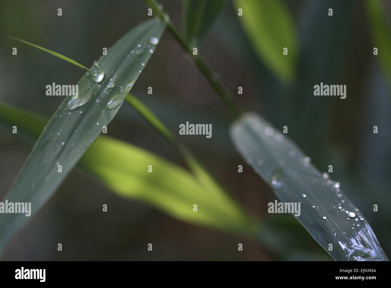 Norfolk Reed (Phragmites sp.). Stem side leaf with rain drops ...