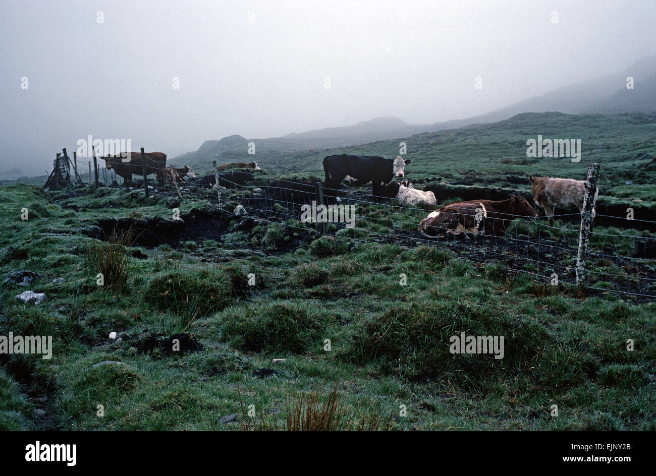 Cattle penned in the Blue Stack Mountains, Donegal, Ireland Stock Photo ...