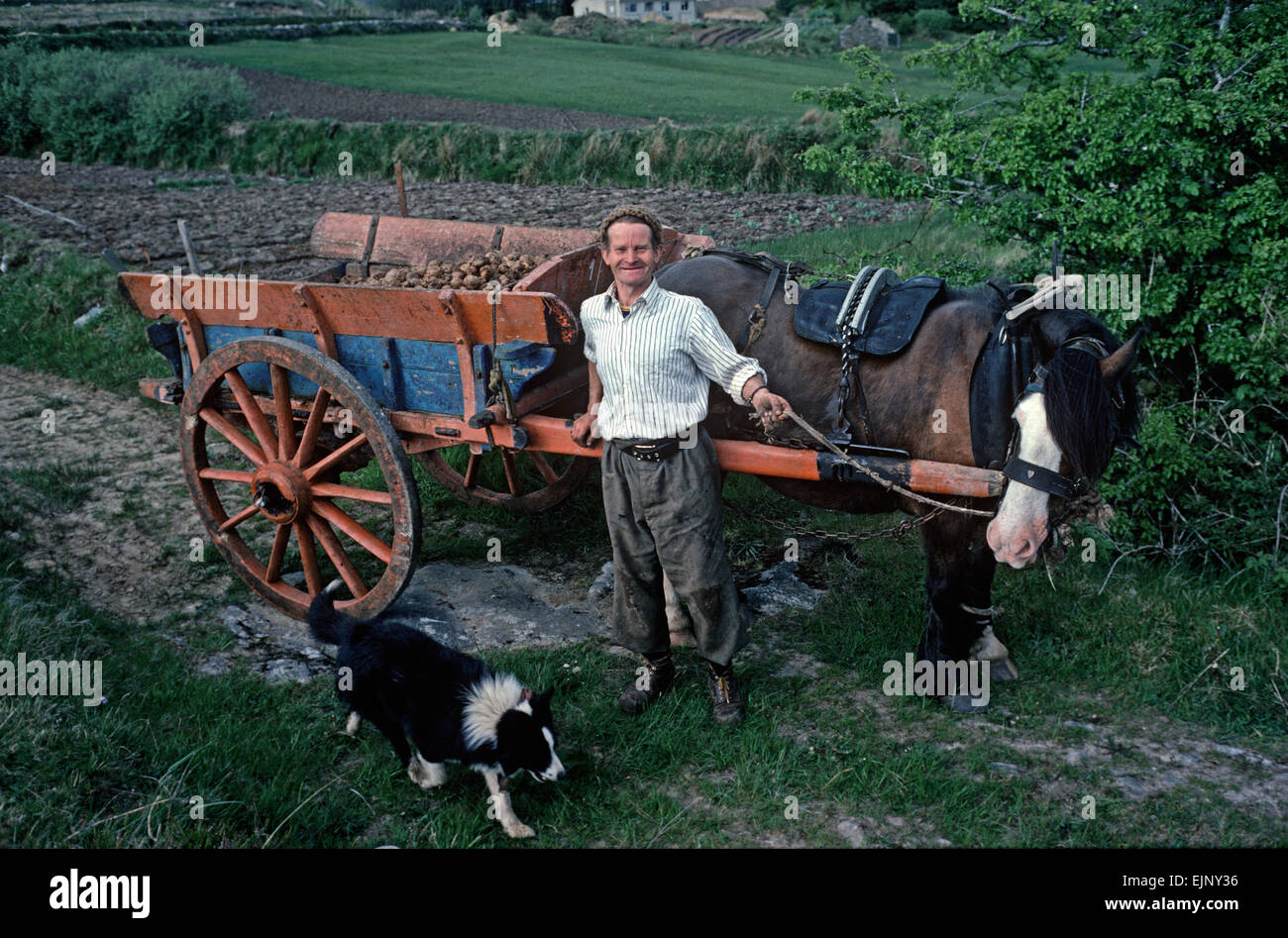 Blue Stack Mountains farmer with horse and cart carrying potatoes ...