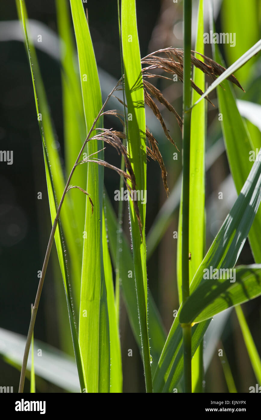 Panicle leaves hi-res stock photography and images - Alamy