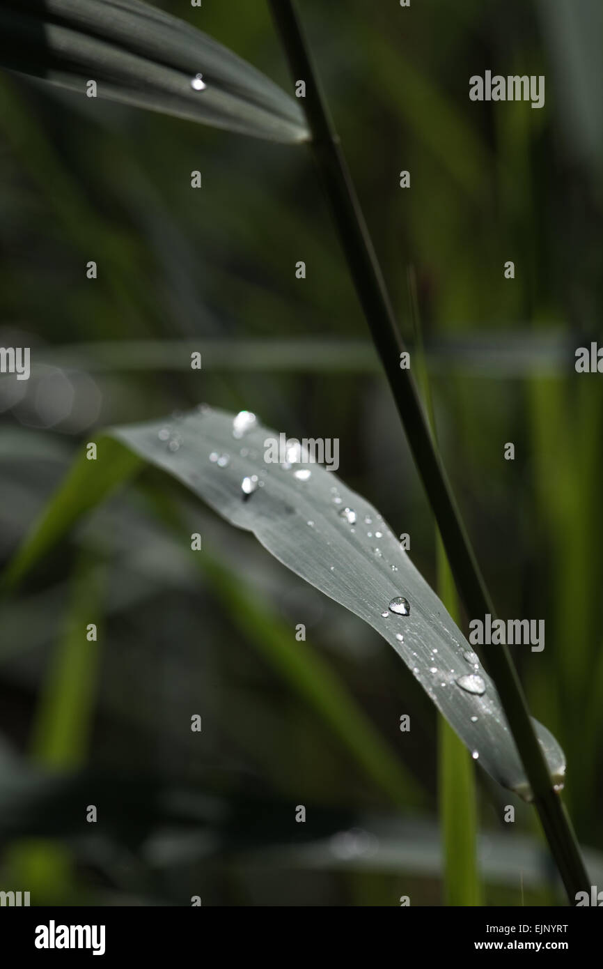 Norfolk Reed (Phragmites sp.). Stem side leaf with rain drops ...