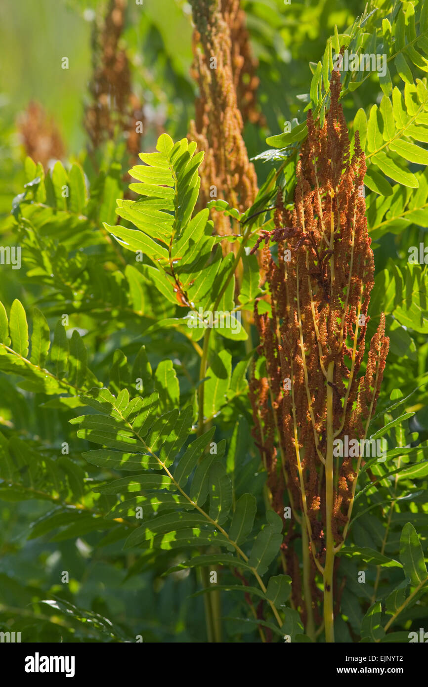 Royal Fern ( Osmunda regalis). Backlight fronds and sporangia ...