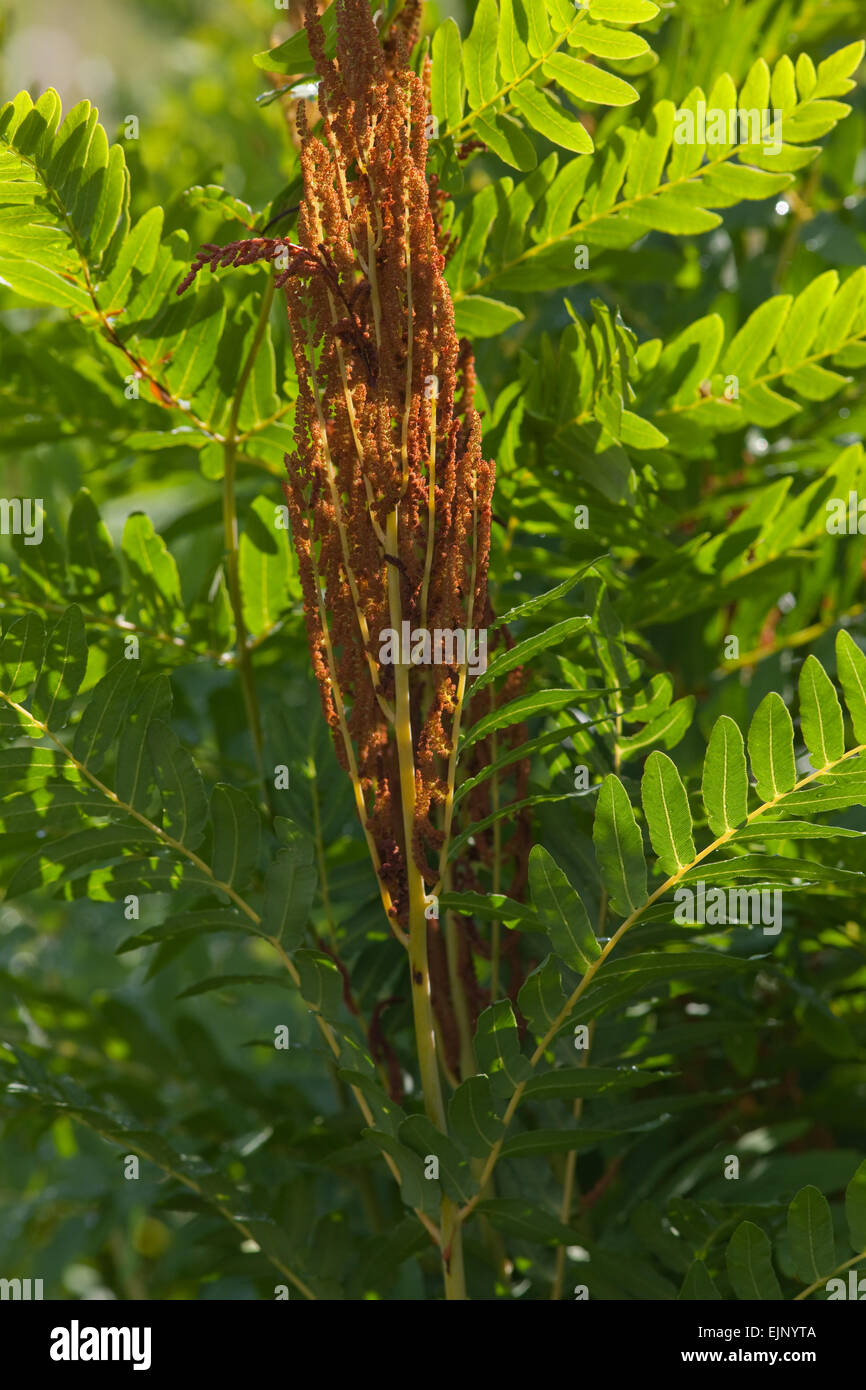 Royal Fern (Osmunda regalis). Backlight fronds and sporangia. Calthorpe ...