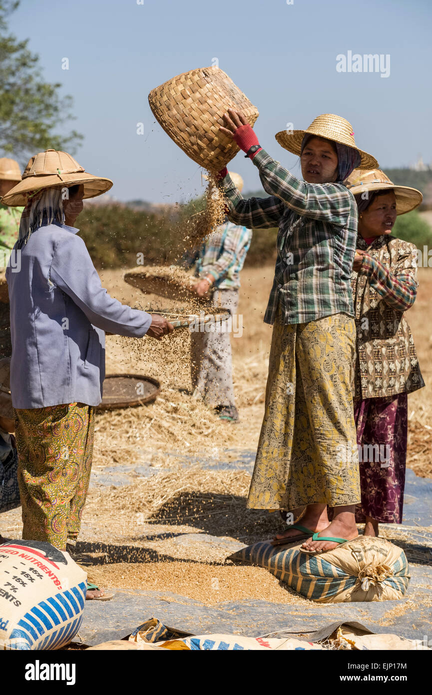 Scenes of rural Myanmar people at work Stock Photo - Alamy