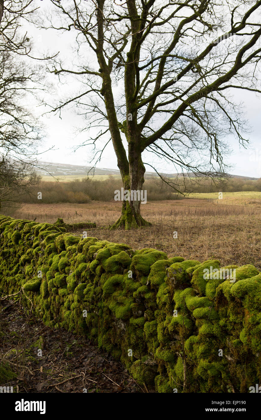 Malham drystone wall hi-res stock photography and images - Alamy