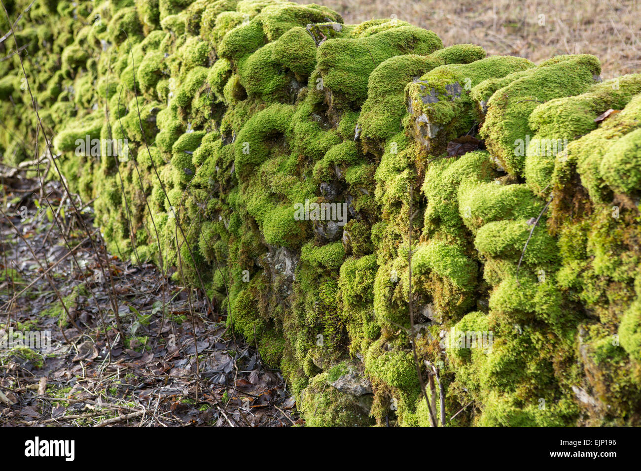 Moss covered dry stone wall at Malham Tarn , Yorkshire Dales , UK Stock ...