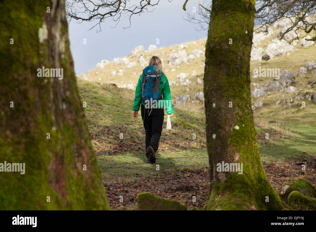 Walker on the Pennine Way in the Yorkshire Dales , UK Stock Photo - Alamy