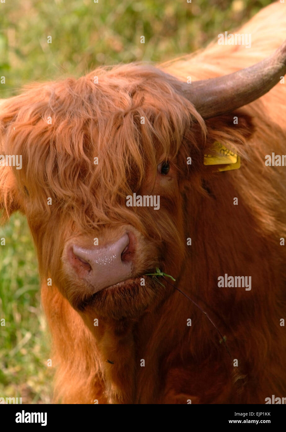 Highlandcow hi-res stock photography and images - Alamy