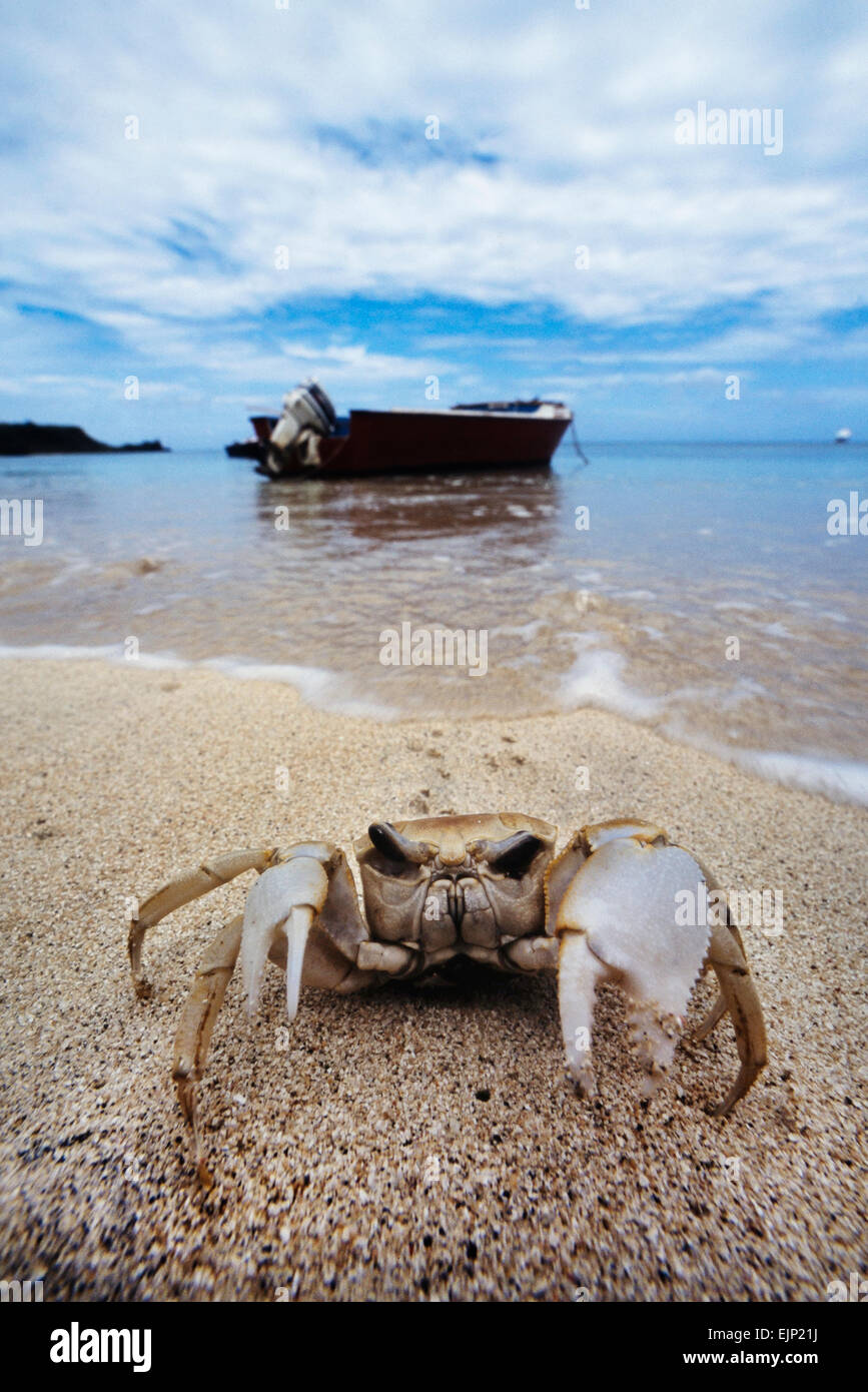 Fijian Crab High Resolution Stock Photography and Images - Alamy