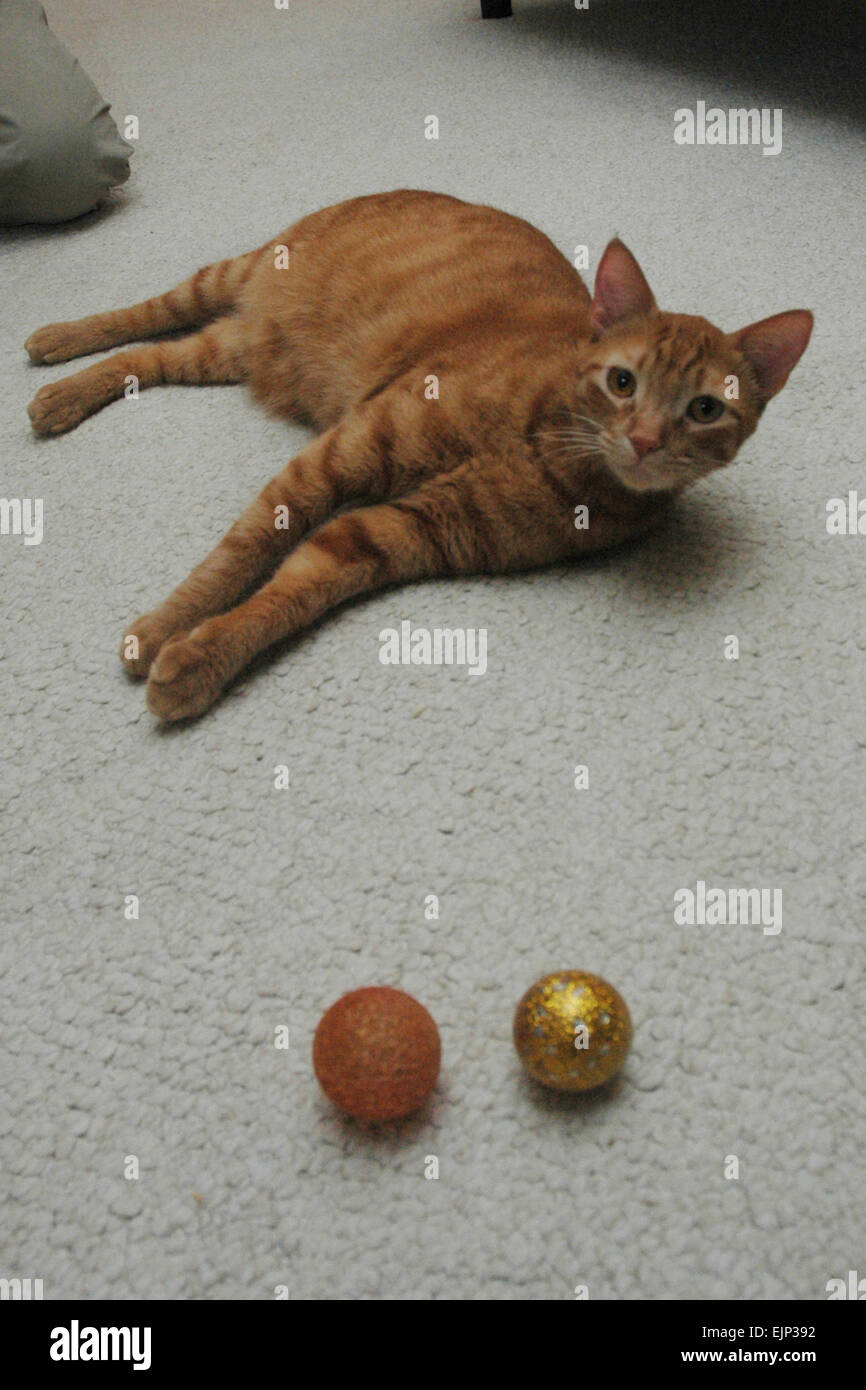 Cat in hawaii hi-res stock photography and images - Alamy