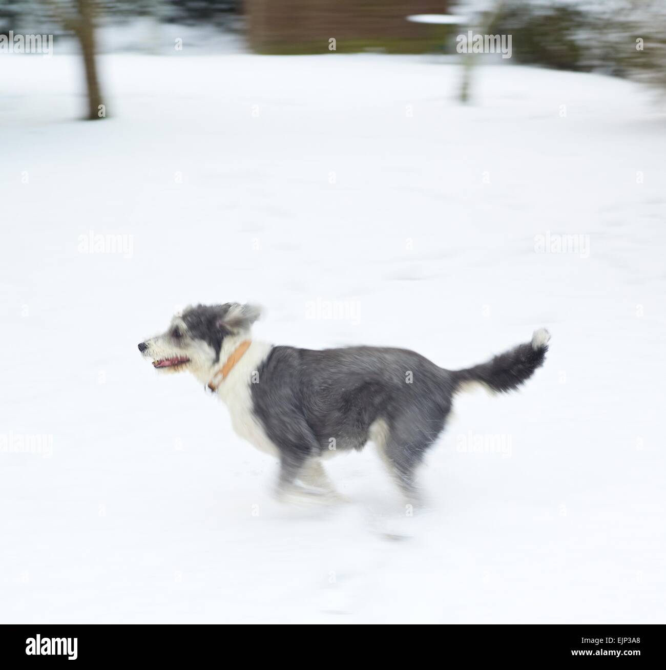 dog running in the snow Stock Photo - Alamy