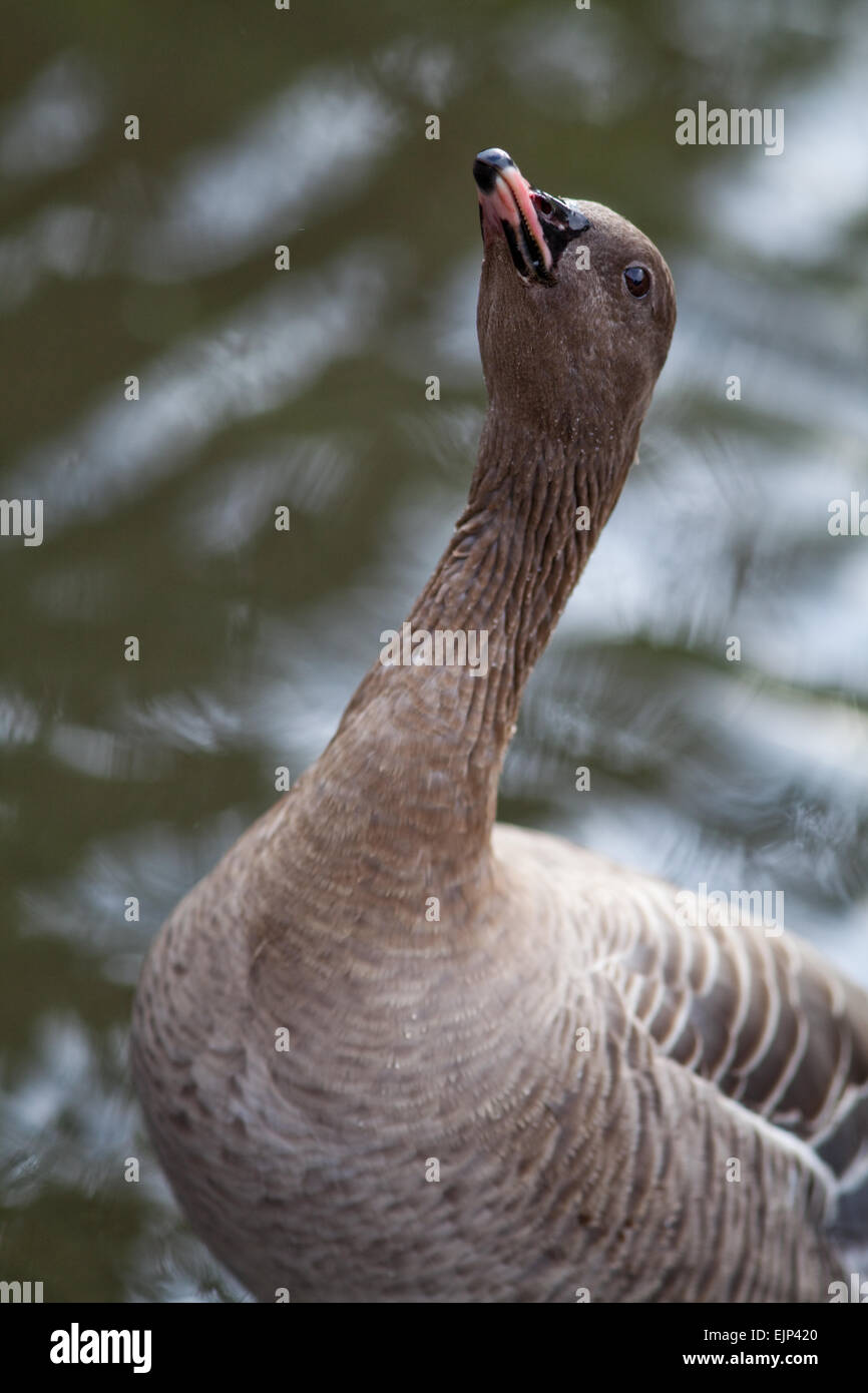 Pink-footed Goose (Anser brachyrhynchus). Appealing, begging, to be fed ...