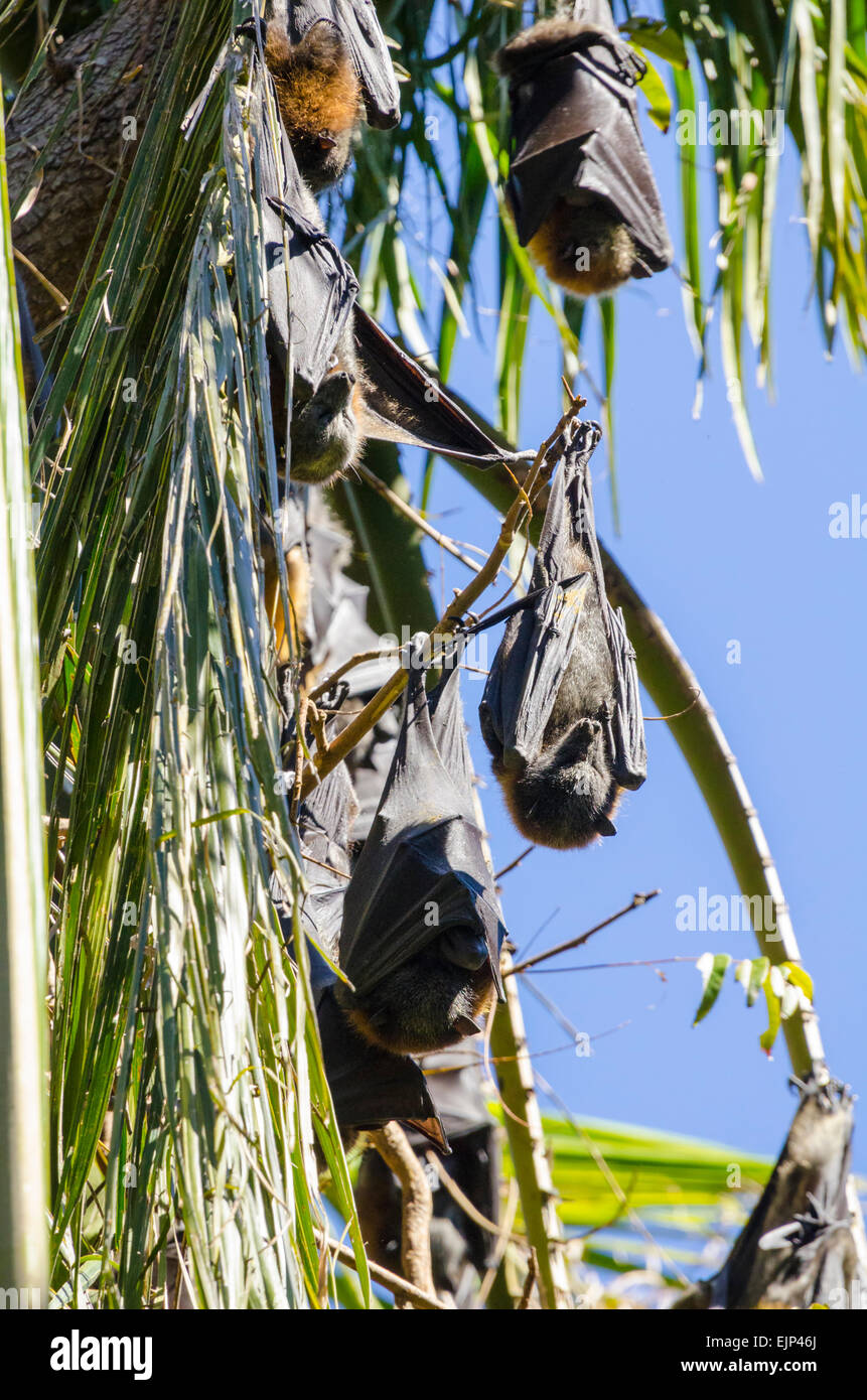 Grey headed flying fox in a camp in the Palms National Park Queensland ...