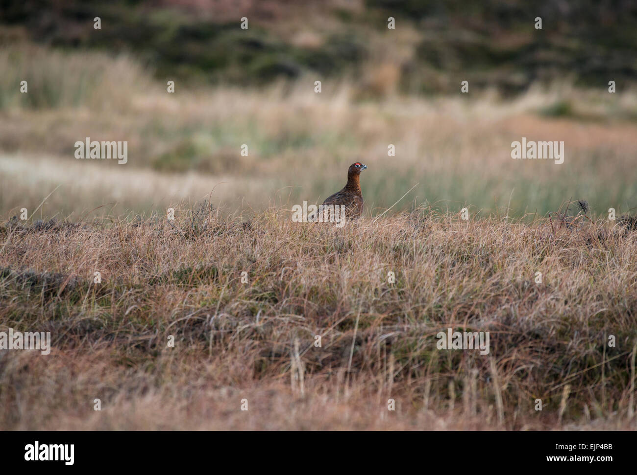 Red grouse moorland hi-res stock photography and images - Alamy