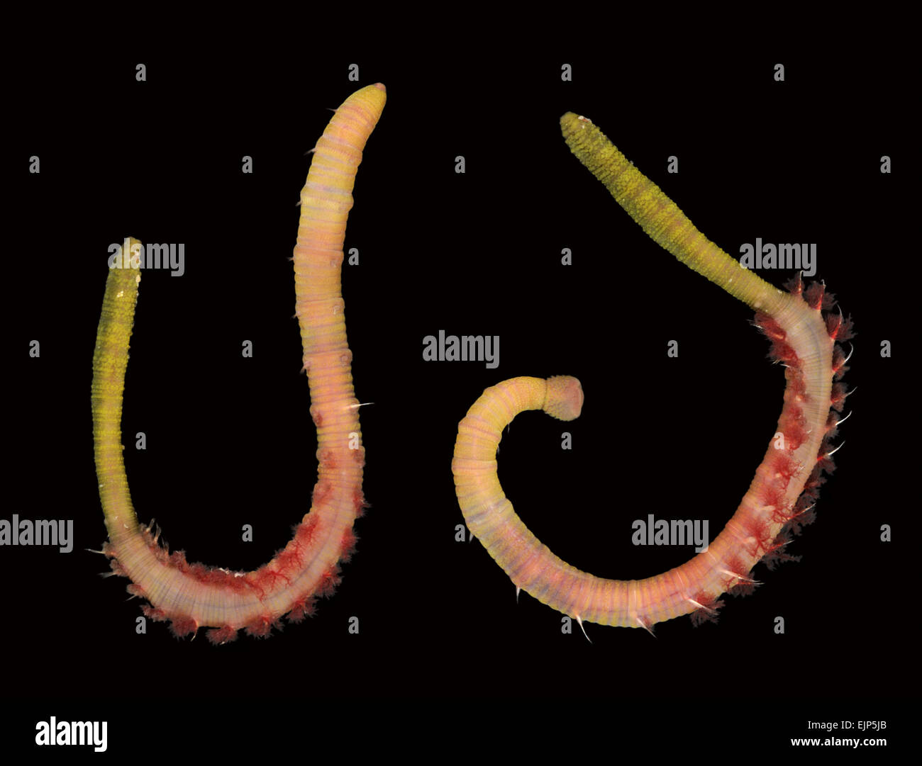 Lugworm or sandworm arenicola marina hi-res stock photography and ...