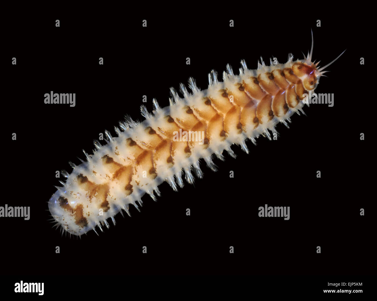 Scale worm hi-res stock photography and images - Alamy