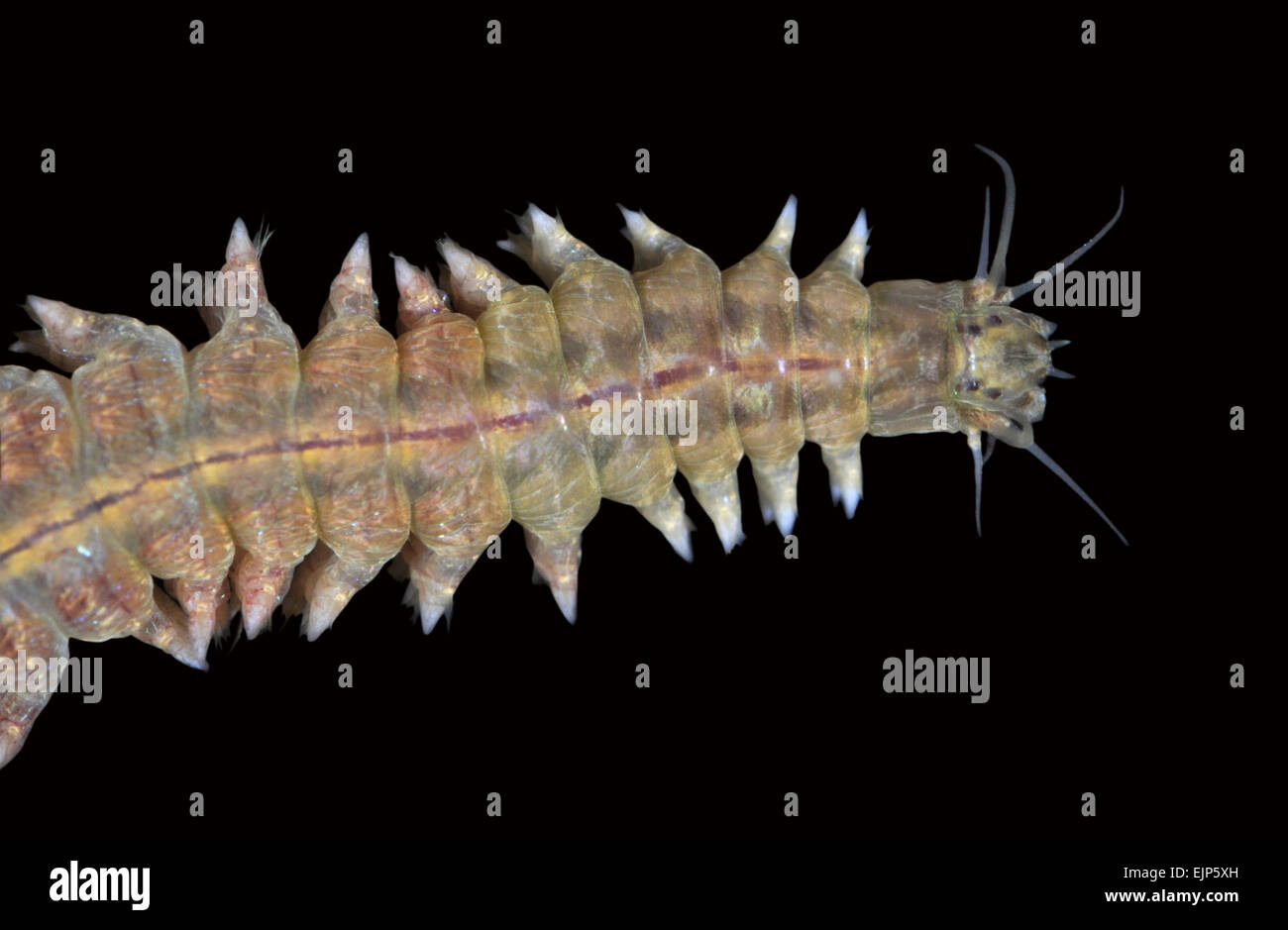 Hediste diversicolor hi-res stock photography and images - Alamy