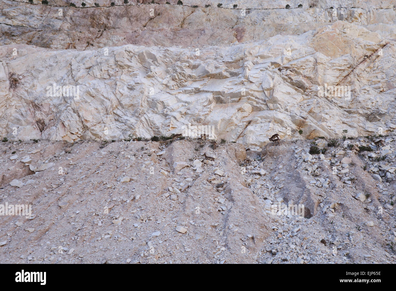 Group of Spanish Ibex, sealed Sand and gravel, dolomite quarry ...