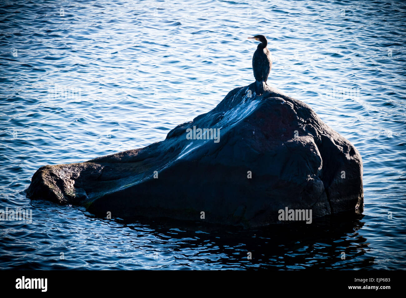 cormorant hunting for food on the sea Stock Photo - Alamy