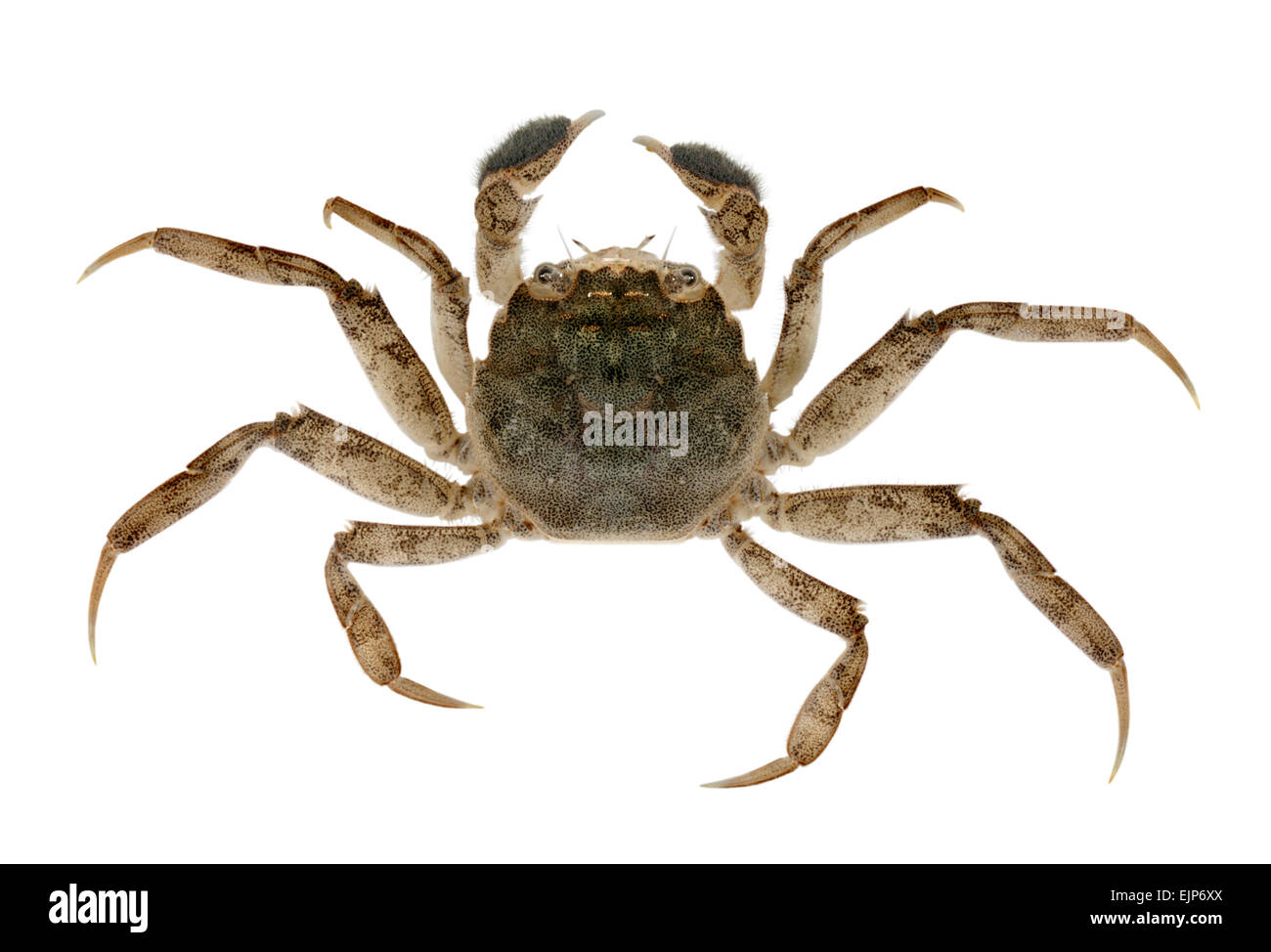 Chinese Mitten Crab - Eriocheir sinensis Stock Photo - Alamy